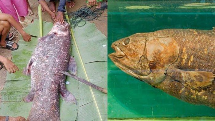 Nelayan di Gorontalo Tiba-tiba Didekati Ikan Purba Seberat 41 Kilogram ...