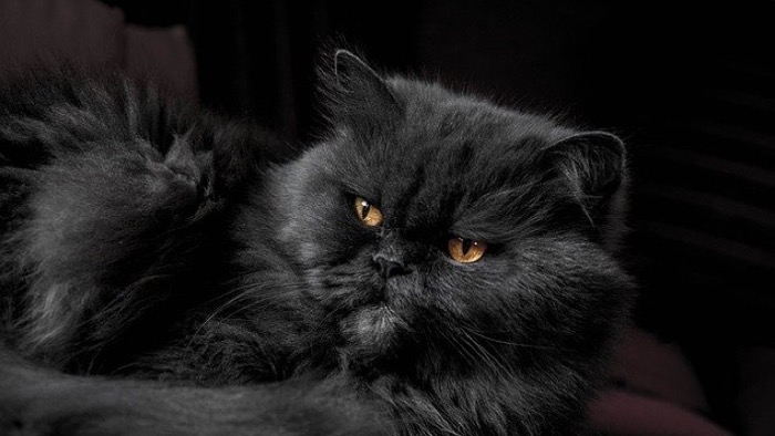5 Mitos dan Fakta Mengenai Kucing Hitam Menurut Primbon Jawa - Halaman ...