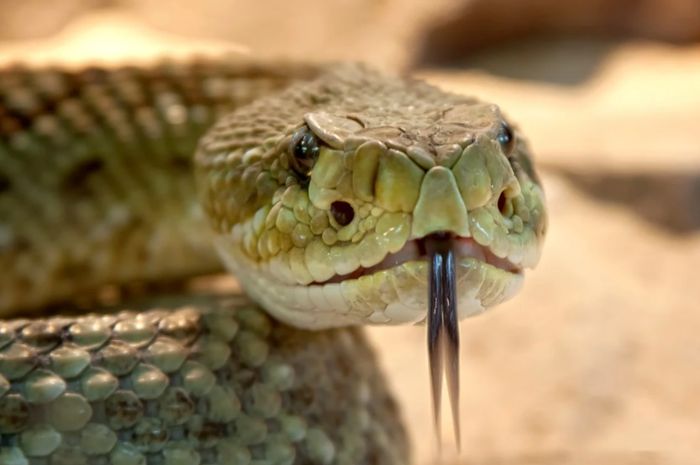 Jangan Sampai Salah, Begini Pertolongan Pertama pada Orang yang Digigit ...