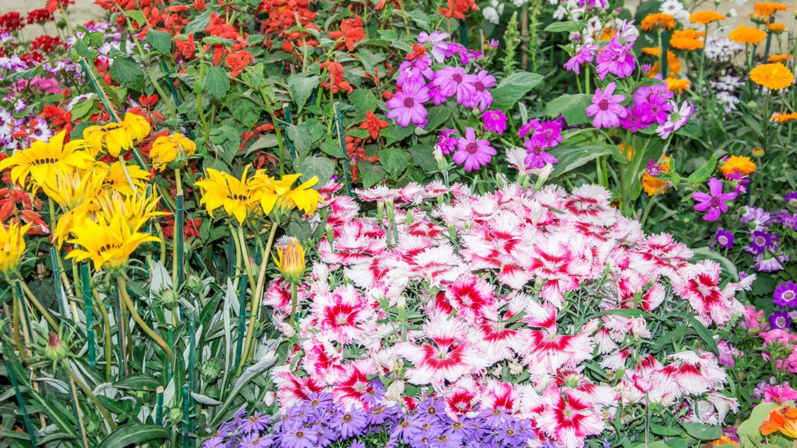 150 Nama-Nama Bunga dan Latinnya, Panduan Lengkap untuk Pecinta Flora ...