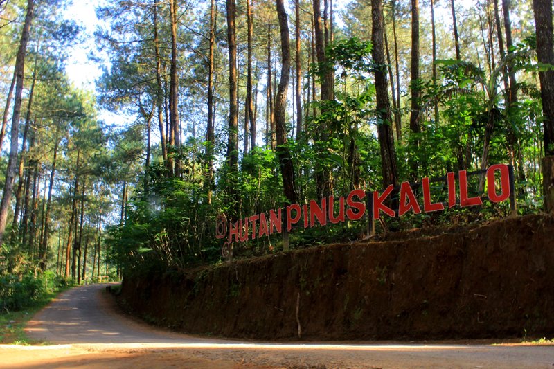 Menikmati Sejuknya Nuansa Hutan Pinus Kalilo dengan 10 tempat Selfie ...