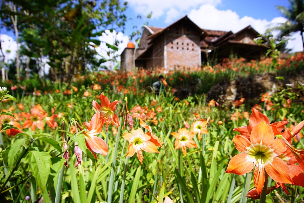 Kebun Bunga Amarilis di Gunungkidul Kembali Bermekaran - Tribunjogja.com