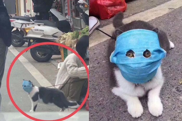 Viral Foto Menggemaskan Kucing Pakai Masker di Tengah Wabah Virus ...
