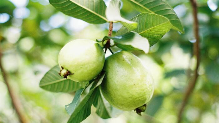 7 Manfaat Daun Jambu Biji, Redakan Nyeri Haid hingga Jaga Kesehatan ...