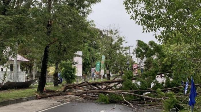 Berita Populer palangka Raya, Pohon Tumbang Disejumlah Titik, BMKG ...