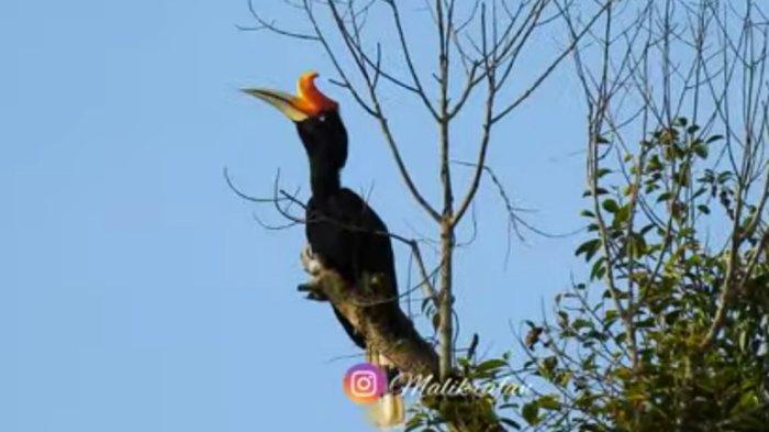 Makna Burung Enggang Alias Tingang, Atribut Simbol Kemuliaan Suku Dayak ...