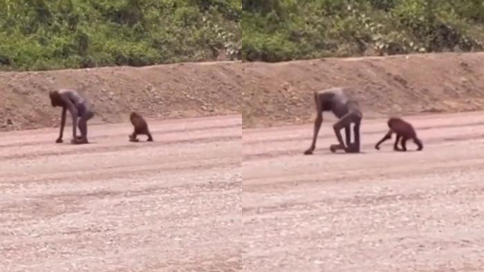 Viral Video Orang Utan di Sangatta, Tampak Badannya Kurus Kering ...