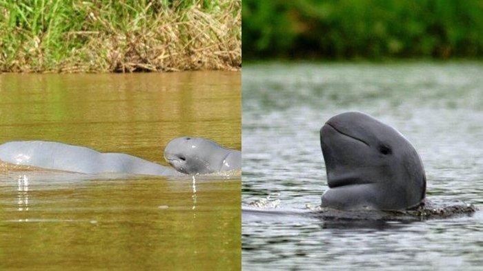 Perda Konservasi Habitat Pesut Mahakam Masih Dalam Proses, Ini 5 Fakta ...