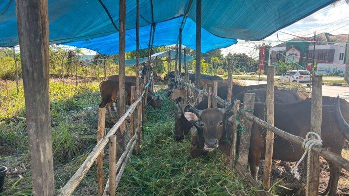 Makna dan Keutamaan dalam Berkurban di Idul Adha 2025, Simak Syarat dan ...