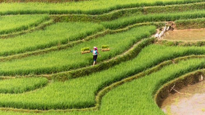 10 Ucapan Hari Tani Nasional 2025 yang Cocok untuk Caption di Media Sosial - Tribunkaltim.co