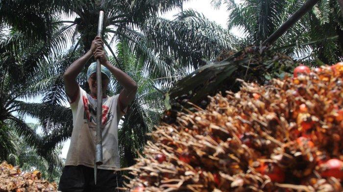 5 Kabupaten Penghasil Kelapa Sawit Terbesar di Kalimantan Timur - Tribunkaltim.co