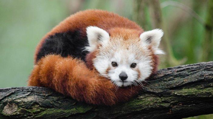 5 Fakta Unik Panda Merah, Ternyata Ditemukan Lebih Dulu dari Panda ...