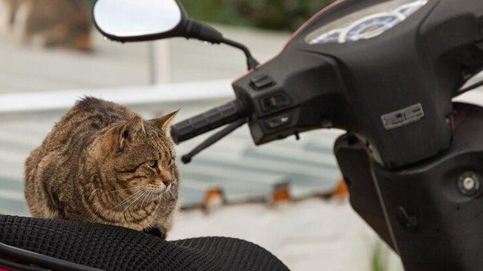 Cegah Jok Motor Rusak Dicakar Kucing, Simak Beberapa Cara yang Bisa ...
