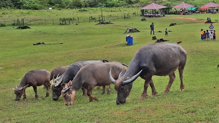 Wisata Bukit Kebo dan Hutan Mangrove di Balikpapan Paling Banyak ...