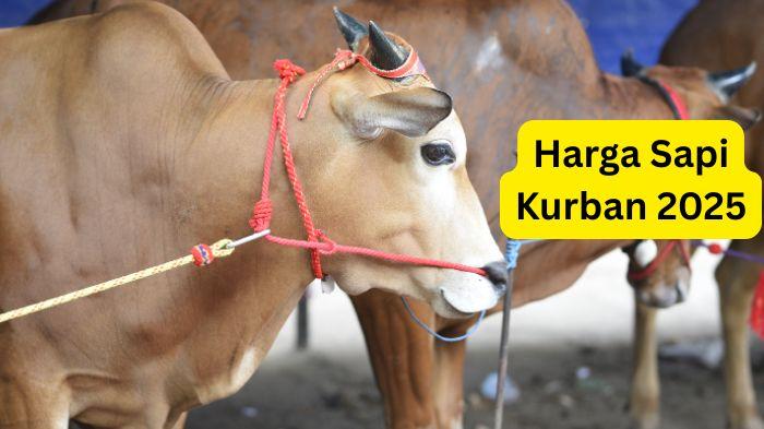Jelang Idul Adha 2025, Berapa Harga Sapi Kurban di Kaltim? Ini Daftarnya - Tribunkaltim.co