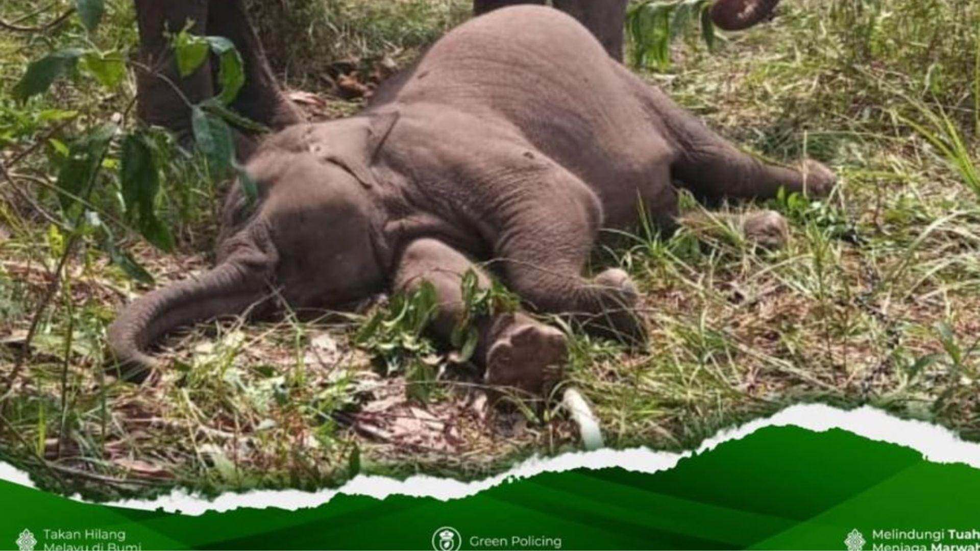 Kronologi dan 5 Fakta Kematian Tari, Anak Gajah Sumatera yang Viral ...