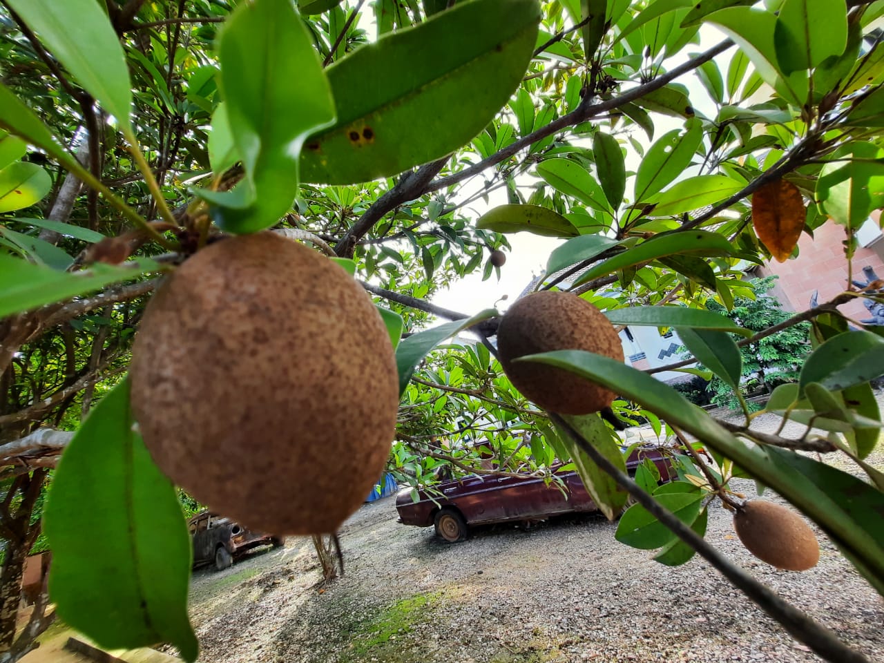 Kaya Antioksidan Berikut 6 Manfaat Buah Sawo, Bisa Atasi Anemia hingga ...