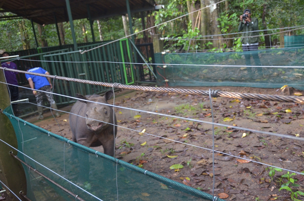 Badak Si Pahu Dilepas ke Suaka Badak Kelian Kubar, Badak Sumatera yang ...