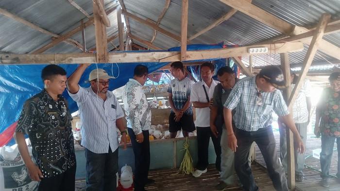 BUMDes Umanen Lawalu Panen Perdana 2.000 Ekor Ayam Pedaging - Pos ...