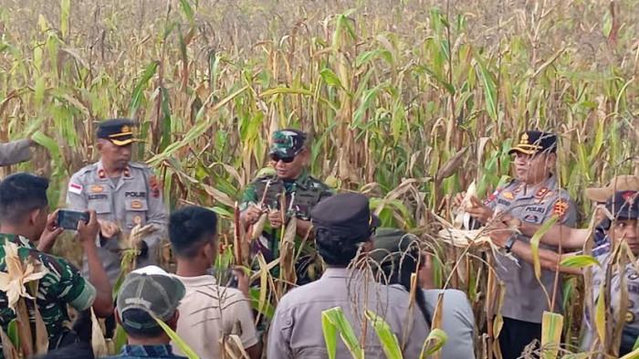 Kapolres dan Dandim Manggarai Panen Raya Jagung di Kebun Ting Leda, Satar Keling - Pos-kupang.com