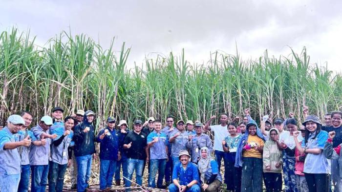 PT. Muria Sumba Manis Panen Tebu Perdana Hasil Kemitraan dengan Petani ...