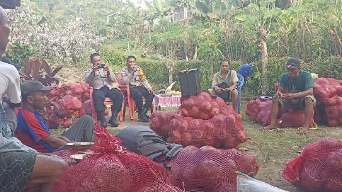 Koptan Kompas Ruis Timur, Manggarai Panen Porang Hingga Ratusan Juta ...