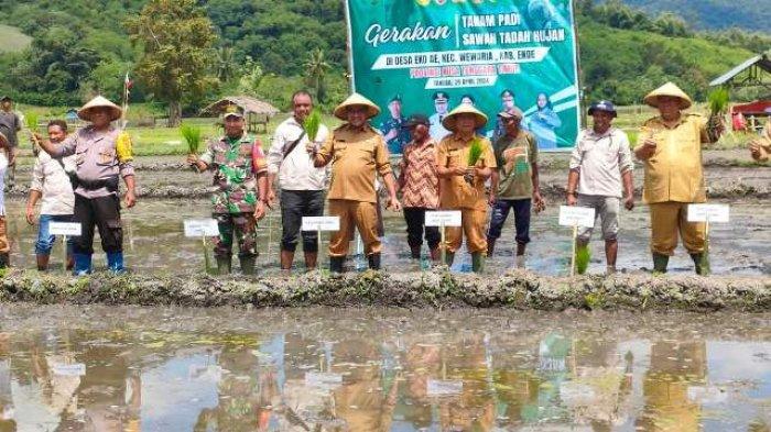 Akibat Pergeseran Musim Hujan, 706 Ha Sawah di Ende Belum Ditanami Padi ...