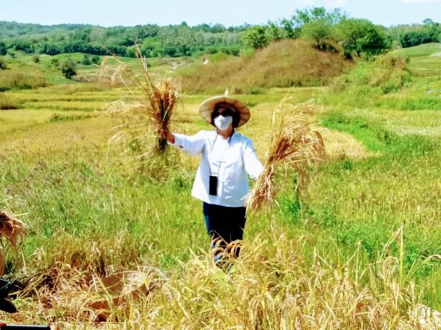 Salmun Haning Bertekad Jadikan Rote Ndao Gudang Beras di NTT - Pos ...