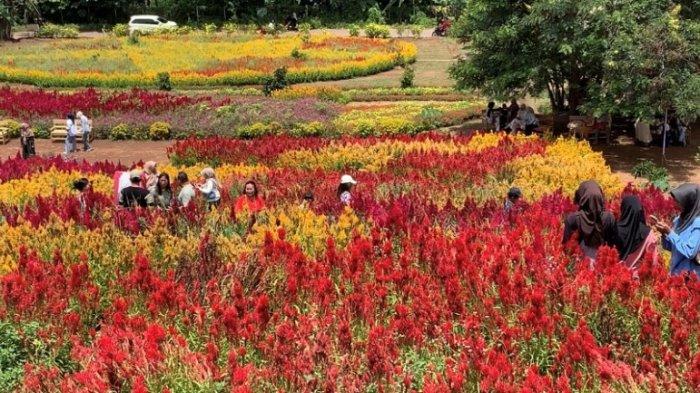 Bukit Sion, dari Lahan Bekas Tambang Jadi Wisata Edukasi di Pringsewu ...
