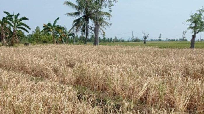 Debit Air Masih Kurang, Masa Tanam di Kecamatan Semaka Tanggamus ...