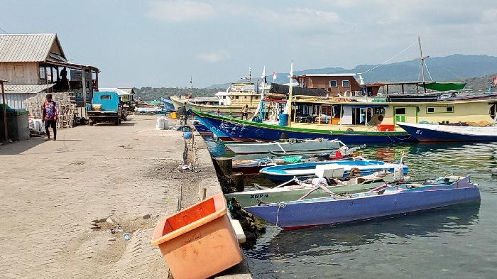 Kambing Pemakan Kertas Menjadi Keunikan Pulau Bungin di Sumbawa - Tribunlombok.com
