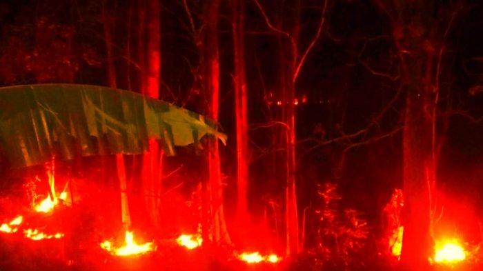 Gegara Warga Bakar Sampah, 2 Hektare Lahan Jati Ikut Terbakar di Bantaeng - Tribun-timur.com