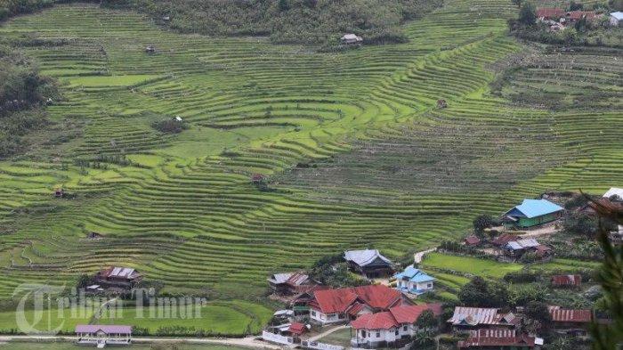 FOTO-FOTO: Indahnya Pemandangan sawah di Desa Rinding Allo, Kecamatan ...