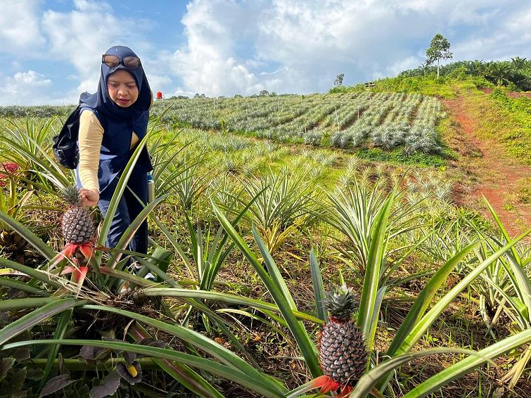 Dulu Bukit Tandus & Rawan Kebakaran, Kini Jadi Kebun Nanas Berkat Pendampingan Vale - Tribun ...