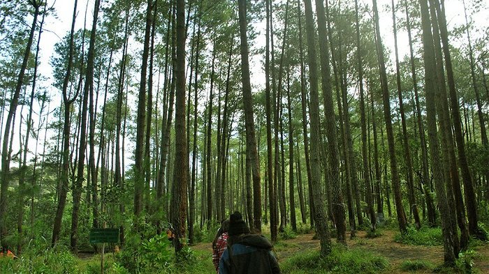 Ada Hutan Pinus yang Jadi Lokasi Prewedding, Inilah Keindahan ...