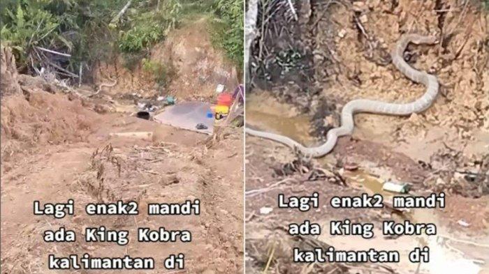Viral Video King Kobra Raksasa Muncul Saat Warga di Kalimantan Lagi Mandi: Kobra Terbesar Woi ...