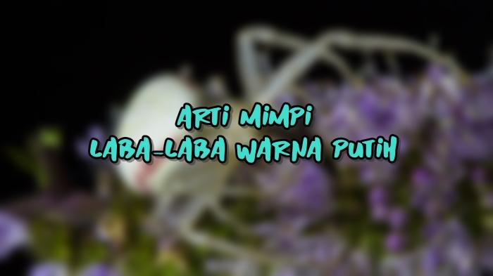 Arti Mimpi Laba-laba Warna Putih, Bisa jadi Pertanda Masalah Hubungan ...