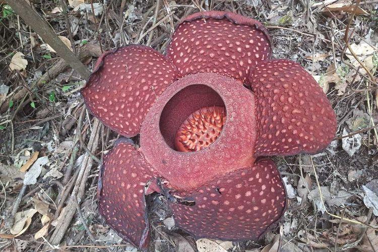 Fakta-Fakta Rafflesia Arnoldii, Bunga Terbesar di Dunia - Tribunmanado ...