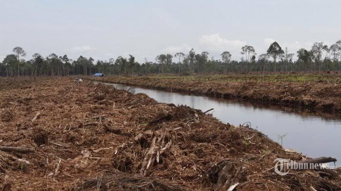 4 Jenis Lahan Gambut di Indonesia, Berikut Manfaatnya - Tribun-medan.com