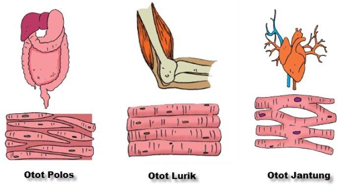Otot : Pengertian, Jenis, Fungsi dan Cara Otot Bekerja, Materi Belajar ...