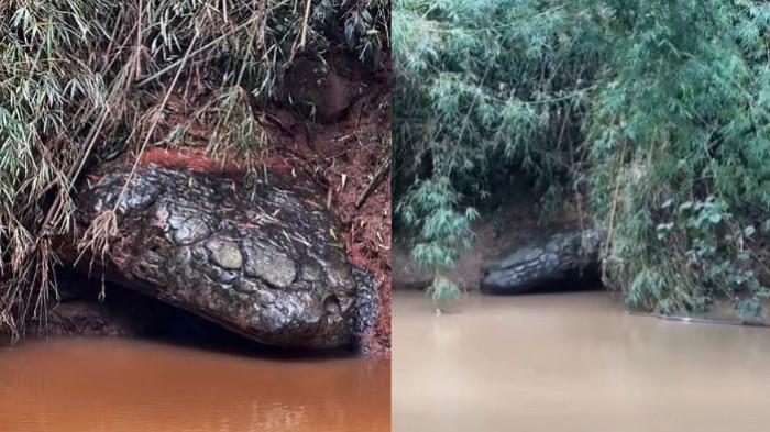 Viral Batu Ular Raksasa di Thailand di Sungai Khek yang Disebut Phaya ...