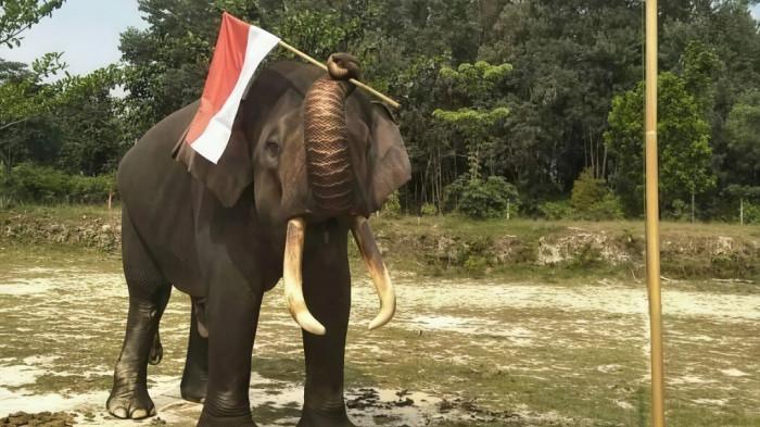 Kronologis Gajah Bernama Tari yang Mati Mendadak di Taman Nasional ...