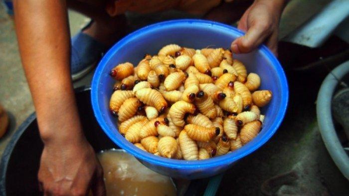 Lezatnya Kidu-Kidu, Kuliner Karo yang Terbuat dari Ulat Enau - Tribun ...