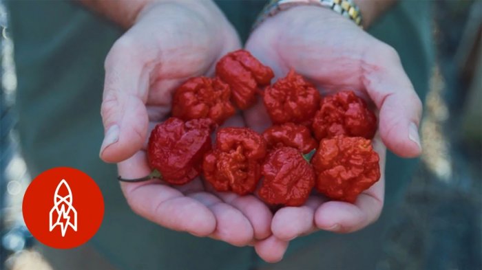 Inilah Cabai Terpedas di Dunia, Dibikin Jadi Sambal Serasa Magma ...