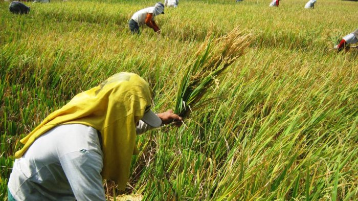 Sepanjang 2022, Produksi Padi di Sumut Capai 3,9 Juta Ton - Tribun ...