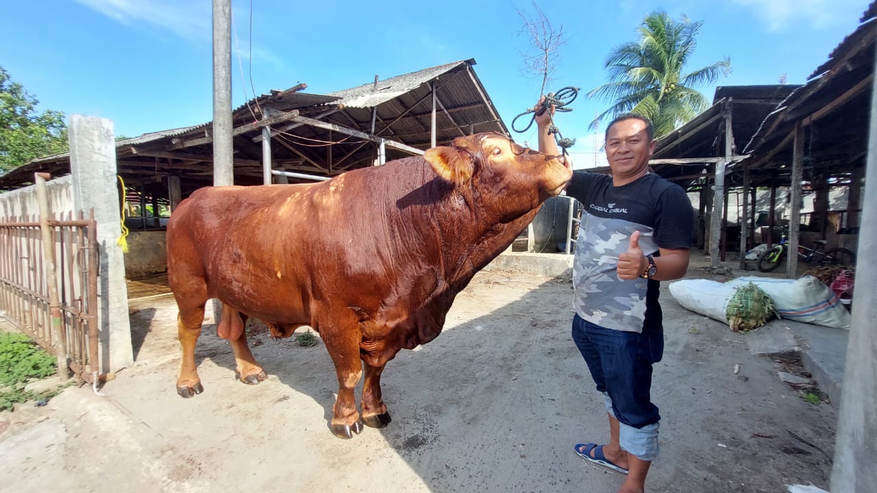 7 Jenis Sapi Ukuran Standar Hingga 'Raksasa' yang Cocok Jadi Hewan ...
