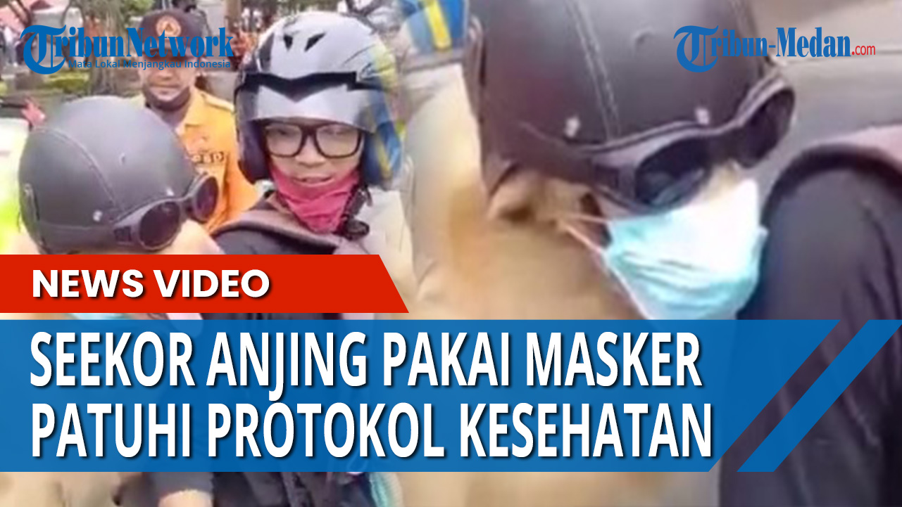 Viral Seekor Anjing Pakai Masker Demi Patuhi Protokol Kesehatan, Dishub ...