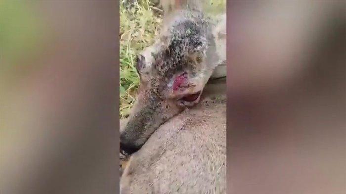 Temuan Infeksi Penyakit Rusa 'Zombie' Bikin Geger, Kepala Berdarah ...