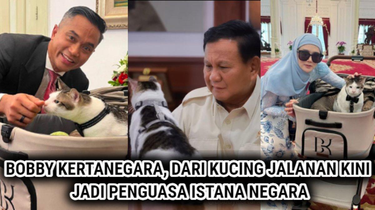 5 Fakta Bobby Kucing Prabowo Masuk Istana, Dulu Kucing Jalanan, Harga ...