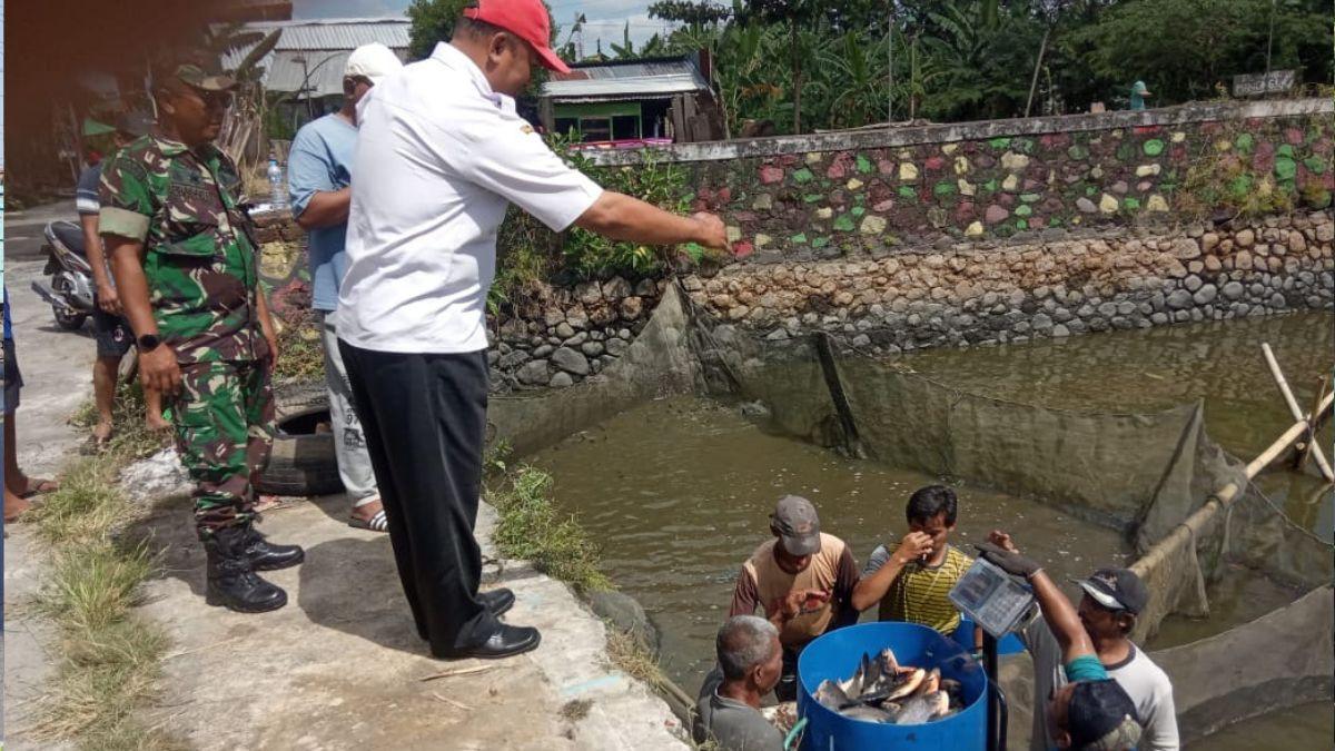 2055 Kg Ikan Disiapkan untuk Tradisi Memet Ikan di Kalikotes Klaten ...